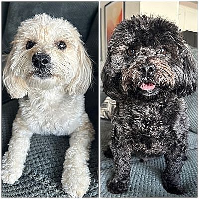 Colorado Springs, CO - Yorkie Poo. Meet Mork & Mindie a Pet for ...
