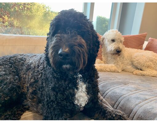 Hayward, CA - Goldendoodle. Meet Bonnie a Pet for Adoption - AdoptaPet.com