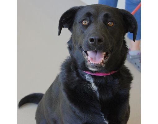 Champaign, IL - Labrador Retriever/Mixed Breed (Medium). Meet Yuna a ...