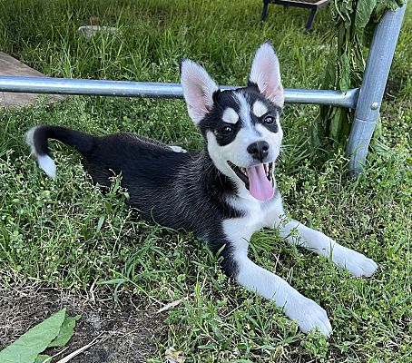 Westport, CT - Husky/Shepherd (Unknown Type). Meet *Millie - PENDING a ...