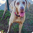 Weimaraner Puppies - Weimaraner Rescue and Adoption Near You