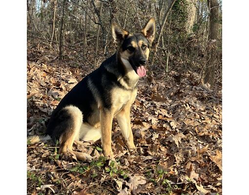 Raleigh, NC - German Shepherd Dog. Meet Avery May a Pet for Adoption ...