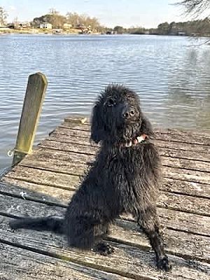 Birmingham, AL - Labradoodle. Meet Jack a Pet for Adoption - AdoptaPet.com