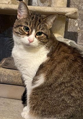 Harrison, NY - Domestic Shorthair. Meet Johanna-Courtesy Listing a Pet ...