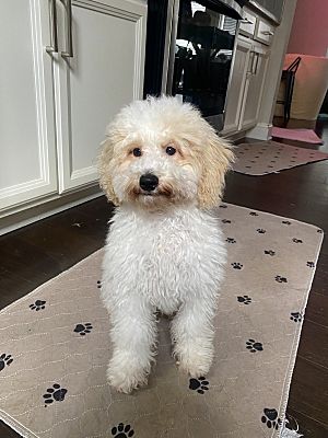 Atlanta, GA - Poodle (Miniature). Meet Jasper a Pet for Adoption ...