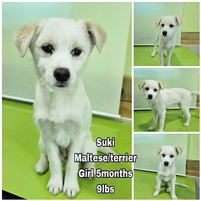 Seattle, WA - Maltese/Terrier (Unknown Type, Medium). Meet Suki from ...