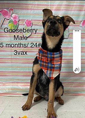 Pittsburgh, PA - German Shepherd Dog. Meet Gooseberry-URGENT a Pet for ...