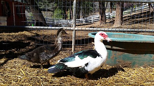Oak Glen, CA - Duck. Meet Muscovy Ducks a Pet for Adoption - AdoptaPet.com