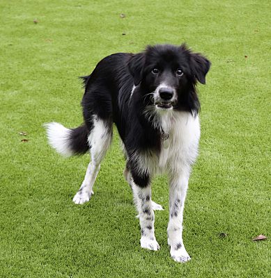 Fort Atkinson, WI - Border Collie/Newfoundland. Meet Sadie Lulu a Pet ...