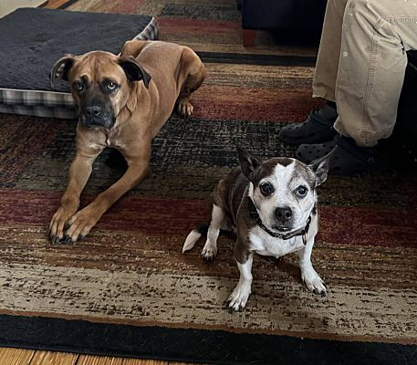 LINCOLN, NE - Boxer. Meet Sasha a Pet for Adoption - AdoptaPet.com
