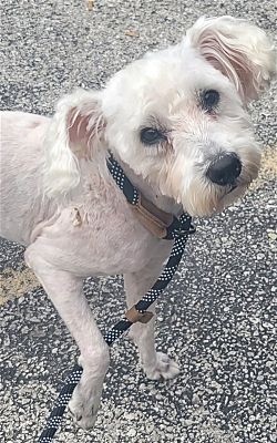 Buffalo, TX - Poodle (Miniature). Meet Dave a Pet for Adoption ...
