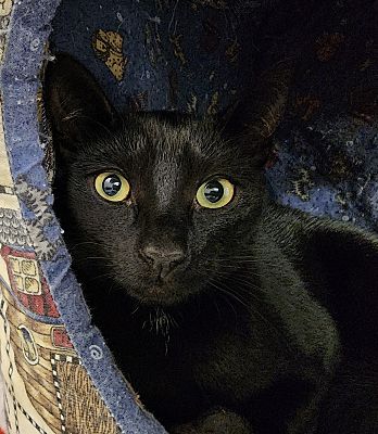 Harrison, NY - Domestic Shorthair. Meet Sal a Pet for Adoption ...