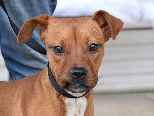 Anniston, AL - Mountain Cur/Boxer. Meet Romy a Pet for Adoption ...
