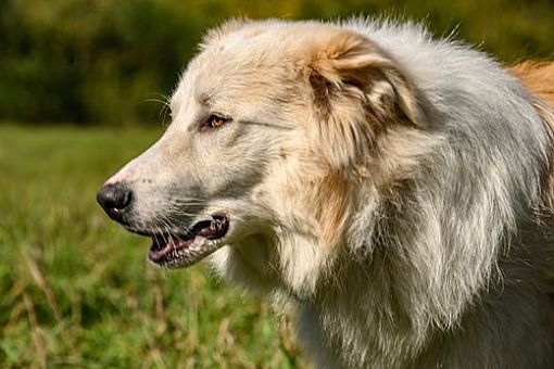Croydon, NH - Great Pyrenees/Border Collie. Meet Justice - in VT a Pet ...