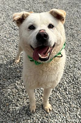 seattle, WA - Jindo/Labrador Retriever. Meet Haerang a Pet for Adoption ...
