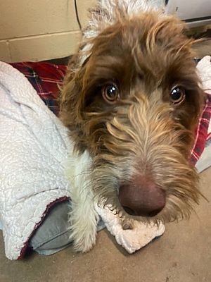 Duncan, OK - Wirehaired Pointing Griffon/Poodle (Standard). Meet Pixie ...