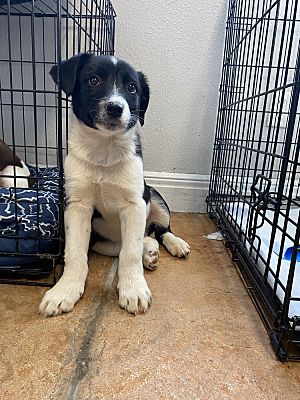 Richfield, MN - Border Collie. Meet Royce a Pet for Adoption ...