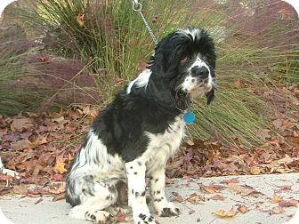 Little Rock, AR - Cocker Spaniel. Meet Gavin a Pet for Adoption.