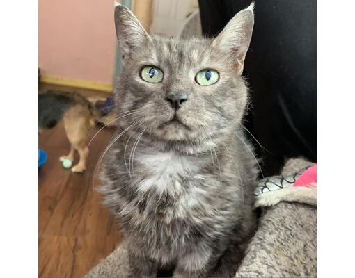 Hudson, NY - Manx. Meet Juma a Pet for Adoption - AdoptaPet.com