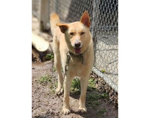 Madison, NJ - Husky/Mixed Breed (Medium). Meet Honey Suckle a Pet for ...