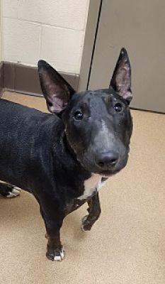 Apple Valley, CA - Bull Terrier. Meet Nike #236502 a Pet for Adoption ...