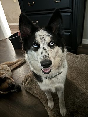 San Antonio, TX - Border Collie/Mixed Breed (Medium). Meet Oreo a Pet ...