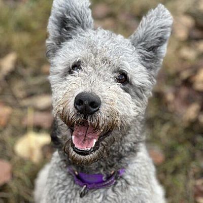 Redmond, WA - Pumi/Pumi. Meet Niall Horan a Pet for Adoption ...