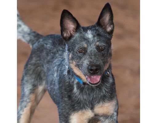 Kanab, UT - Australian Cattle Dog/Mixed Breed (Medium). Meet Snookums a ...