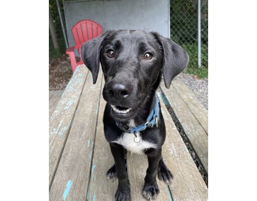Marshall, NC - Feist/Mixed Breed (Medium). Meet Sorbet a Pet for ...