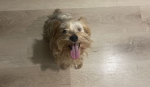 Dallas, TX - Yorkie, Yorkshire Terrier. Meet Tweed a Pet for Adoption ...