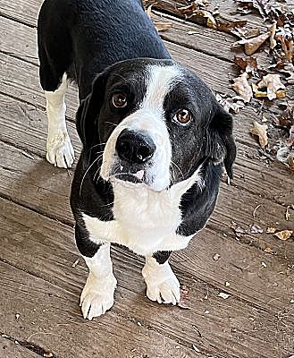 Royal Oak, MI - Border Collie/Basset Hound. Meet Santa Paws a Pet for ...