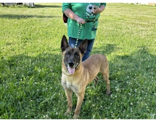 Philadelphia, PA - Belgian Malinois. Meet Rex a Pet for Adoption ...