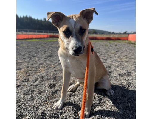 Spokane, WA - Mixed Breed (Large). Meet Dusty a Pet for Adoption ...