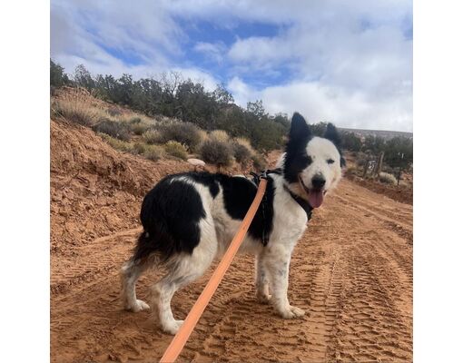 Moab, UT - Border Collie. Meet Spotty Spotterson a Pet for Adoption ...