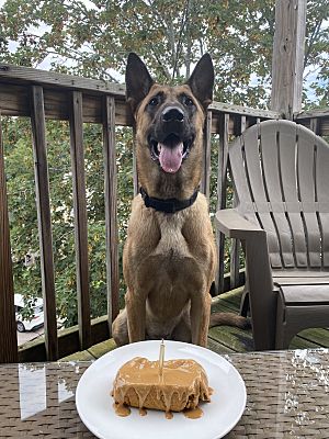 Boston, MA - Belgian Malinois. Meet Kingston a Pet for Adoption ...