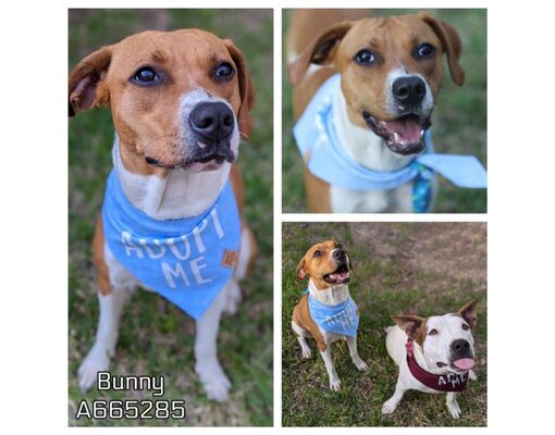 San Antonio, TX - Terrier (Unknown Type, Medium). Meet BUNNY a Pet for ...