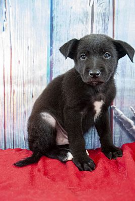 Portland, OR - Wirehaired Pointing Griffon/Manchester Terrier. Meet ...