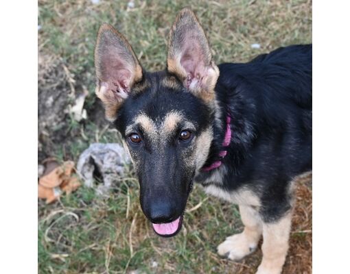 Everett, WA - German Shepherd Dog/German Shepherd Dog. Meet Astrid LLD ...