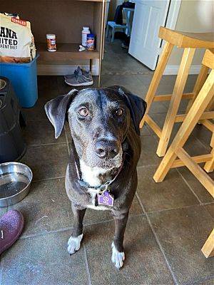 Salt Lake City, UT - Labrador Retriever/Labrador Retriever. Meet Persy ...