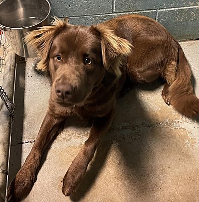 Westport, CT - Australian Shepherd/Labrador Retriever. Meet Reece a Pet ...