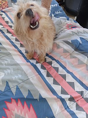 Cumberland, Rhode Island, RI - Terrier (Unknown Type, Small). Meet ...