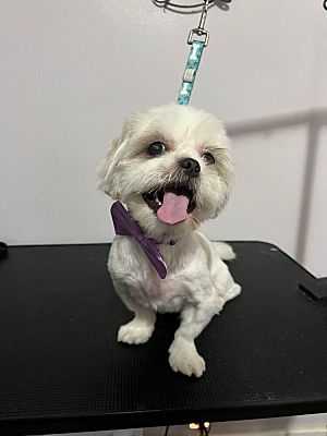 Elkhart, IN - Shih Tzu. Meet Karl - Pending Adoption a Pet for Adoption ...