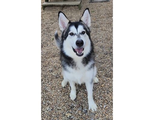 Chesapeake, VA - Alaskan Klee Kai/Mixed Breed (Medium). Meet Rooka a ...