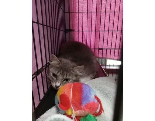 Swanzey, NH - Domestic Mediumhair/Mixed Breed (Medium). Meet Anastasia ...