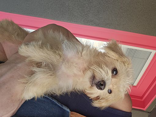 Phoenix, AZ - Toy Poodle/Yorkie Poo. Meet Bianca a Pet for Adoption ...