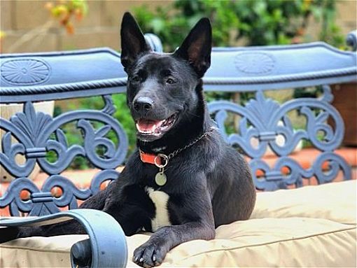 Irvine, CA - Shepherd (Unknown Type). Meet Kimi a Pet for Adoption ...