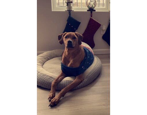 Powell, OH - Rhodesian Ridgeback. Meet Colt a Pet for Adoption ...