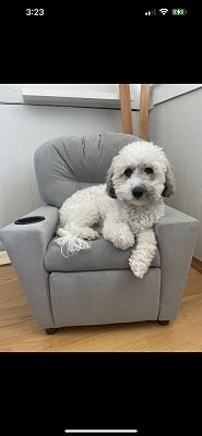 Cherry Hill, NJ - Cockapoo. Meet Milo a Pet for Adoption - AdoptaPet.com