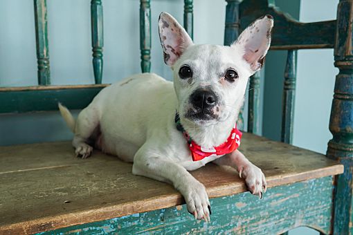 San Antonio, TX - Boston Terrier/Australian Cattle Dog. Meet Bacon a ...