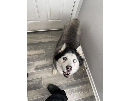 Irving, TX - Alaskan Klee Kai/Mixed Breed (Medium). Meet Mishka a Pet ...